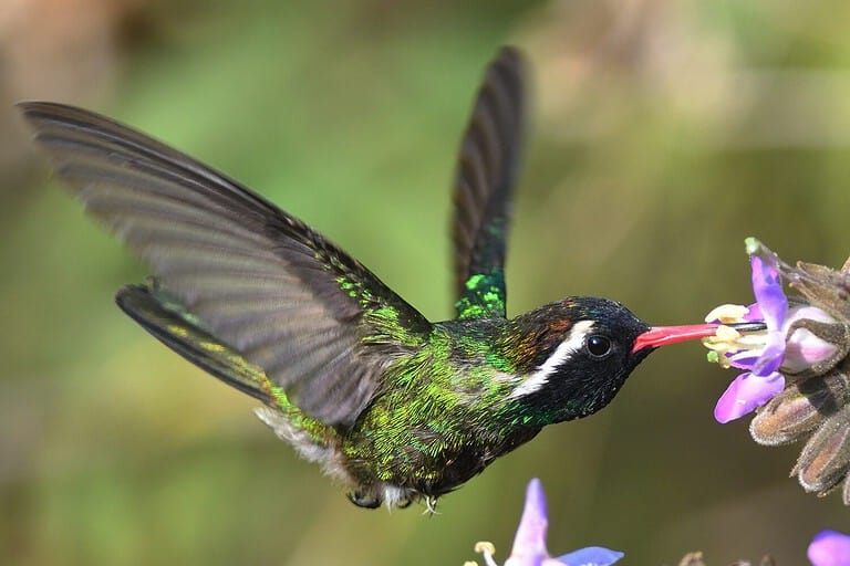 This Is Why Hummingbirds Chase Each Other - A-Z Animals Slideshows