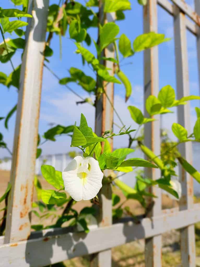 8 Signs You Might Be Over-Pruning Your Plants