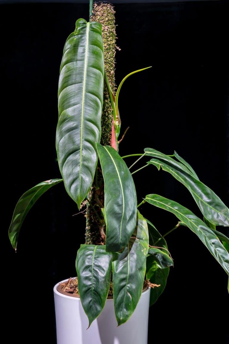 The 17 Best Types of Philodendrons to Liven Up Any House - A-Z Animals
