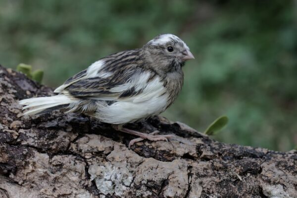Canary Colors: Most Common to Rarest - A-Z Animals