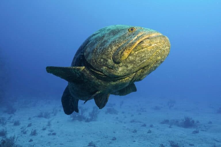 This Gigantic Goliath Grouper Tries to Swallow a Diver's Whole Head in ...