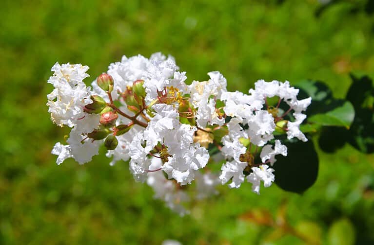 20 Incredible Flowers That Mean Good Luck - A-Z Animals