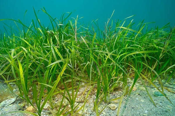 The 5 Most Common Plants That Grow on the Ocean Floor - A-Z Animals