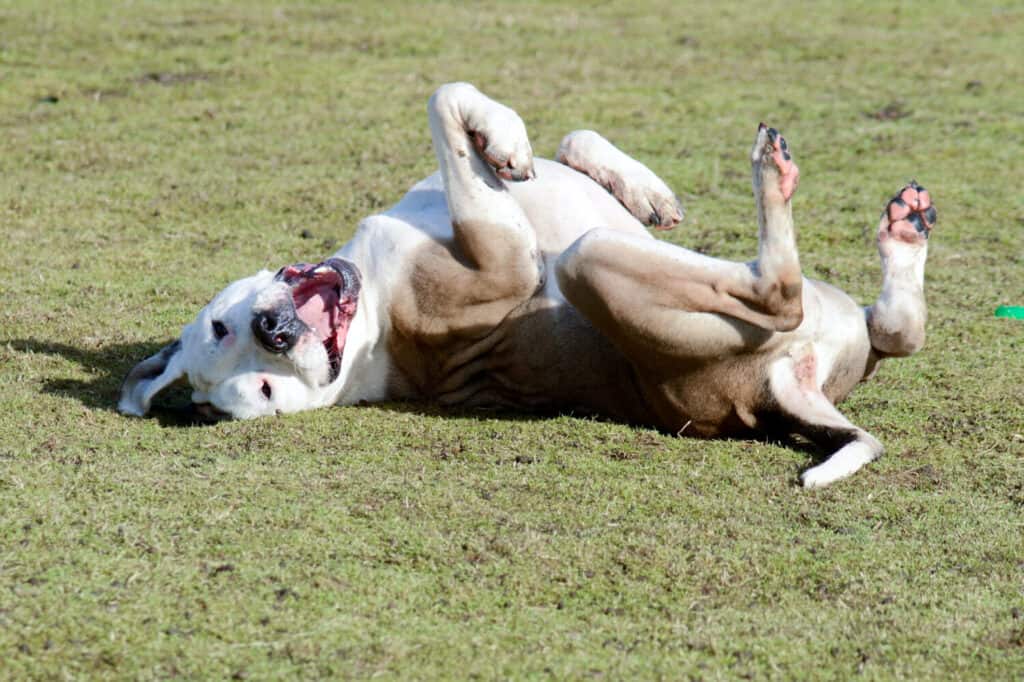 Teaching Your Dog to Roll Over: Step-by-Step Training Guide - A-Z Animals