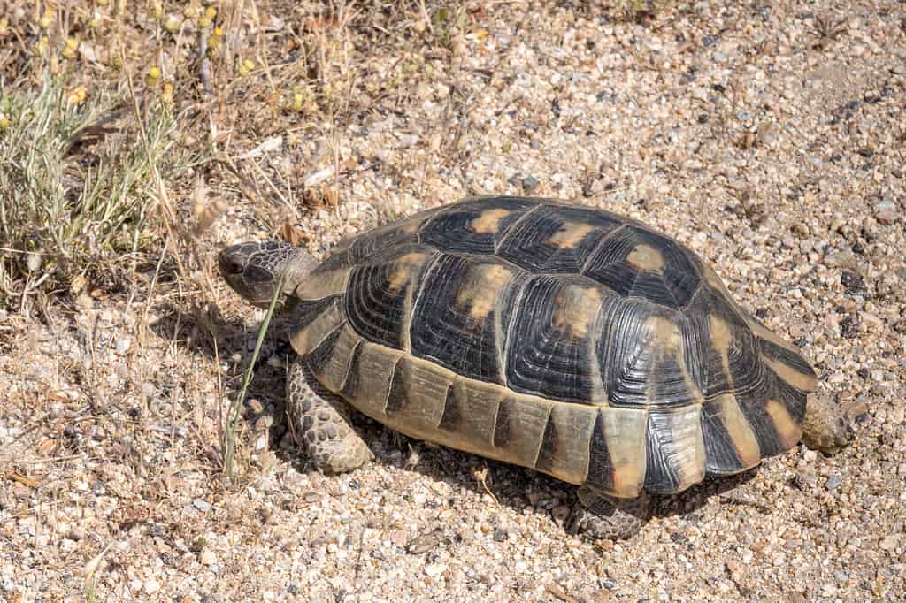 The 8 Best Tortoise Breeds to Keep as Pets in 2024 - A-Z Animals
