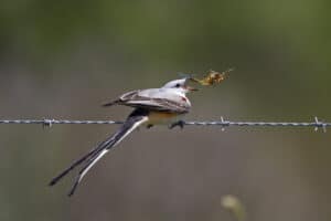 Discover Why a Bird's Bill Is So Important - A-Z Animals