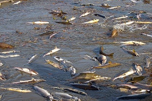 What Is a Zombie Salmon? What They Are and Where They Live Explained ...