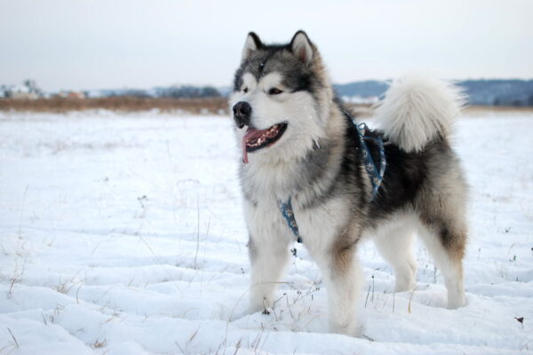 The 15 Best Dog Breeds That Can Handle and Thrive in Cold Weather - A-Z ...