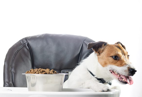 The 22 Most Common Health Problems in Jack Russells - A-Z Animals