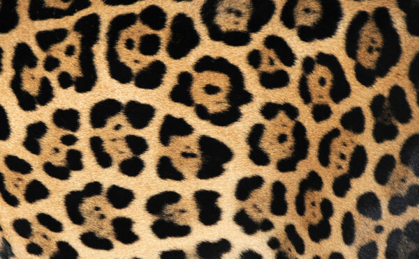 How Animals Get Their Spots - A-Z Animals