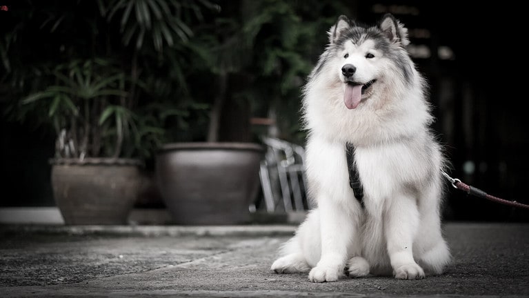 Alaskan Malamute Animal Facts - Canis lupus familiaris - A-Z Animals