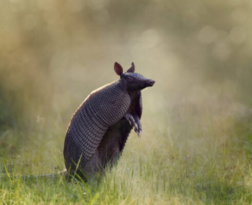 Armadillo Poop: Everything You've Ever Wanted to Know - A-Z Animals