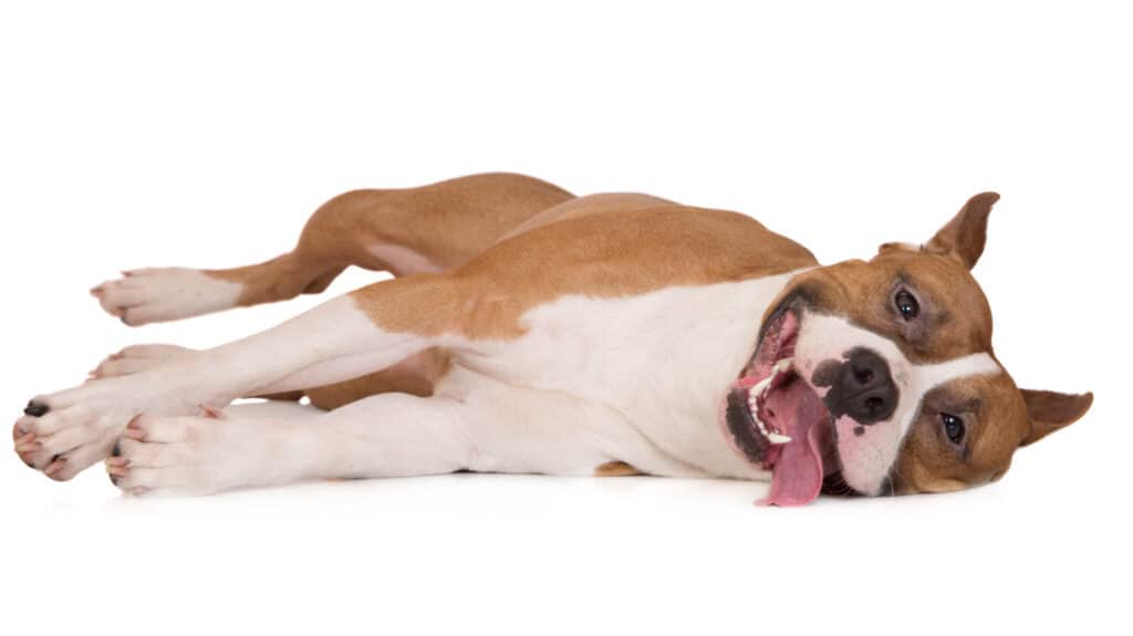 Teaching Your Dog to Roll Over: Step-by-Step Training Guide - A-Z Animals