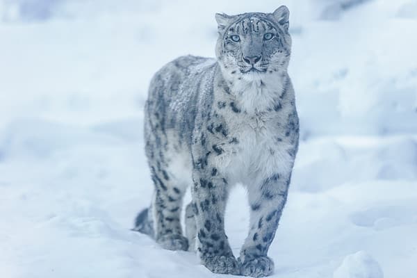 10 Key Facts About Snow Leopards - A-Z Animals