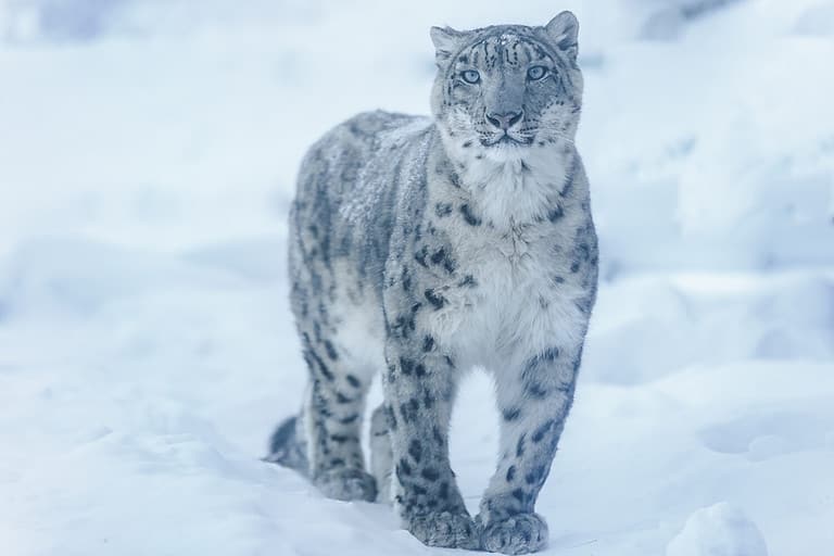 10 Key Facts About Snow Leopards - A-Z Animals