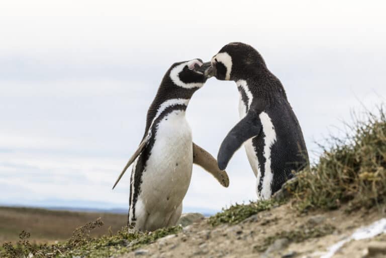 Do Penguins Mate for Life? Penguin Mating Facts - A-Z Animals