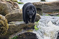 Thousands of Black Bears Are Running Rampant in These States - A-Z Animals