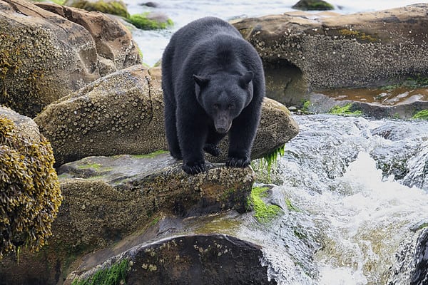 3 Places You're Most Likely to Encounter a Bear in Nevada This Winter ...