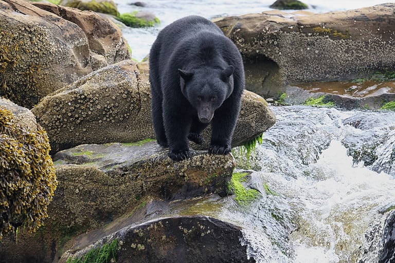 Discover 7 Amazing Bone-Eating Animals And How They Digest It - A-Z Animals