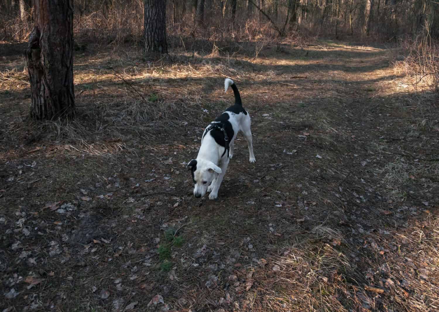Pit Bull and Beagle: Everything You Need to Know About the Friendly Mix ...