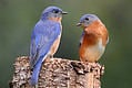 20 Birds That Spend Their Winters in Massachusetts - A-Z Animals