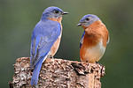 20 Birds That Spend Their Winters in Massachusetts - A-Z Animals