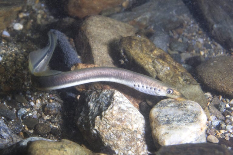 Are Fish Mammals? Exploring the Diverse Classes of Fish - A-Z Animals