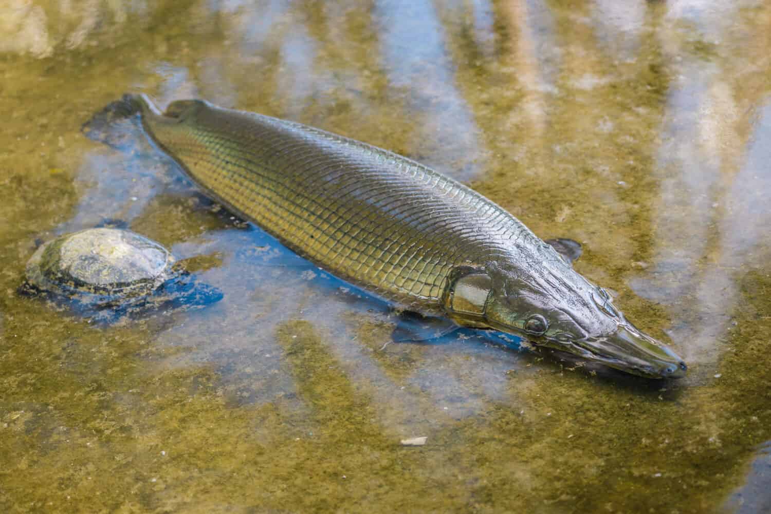 Alligator Gars: From Ancient Relics to Modern-Day Marvels - A-Z Animals