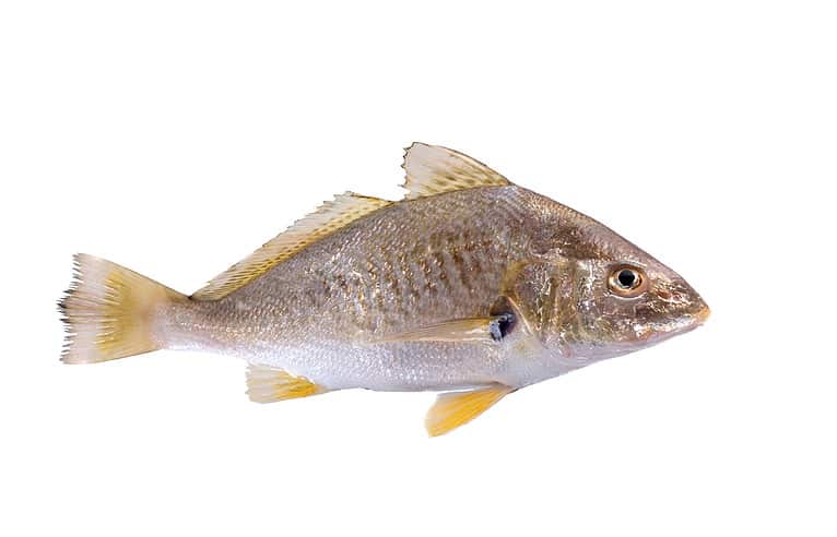 Fishing In Lake Pontchartrain: 23 Fish You Might Catch