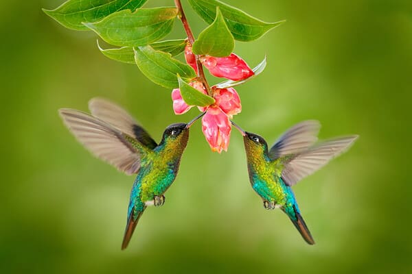 This Is Why Hummingbirds Chase Each Other - A-Z Animals Slideshows