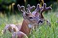 How Fast Are Deer? Top Speeds and How It Compares to Its Predators - A ...
