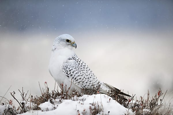 5 Falcons Found in Pennsylvania: How to Identify Them and Where They ...