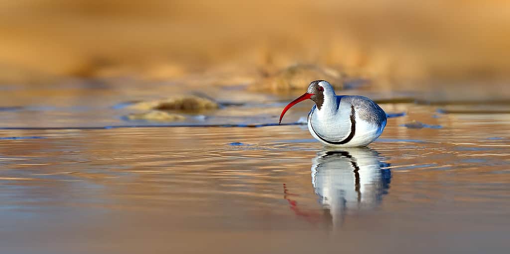 Discover 15 Dazzling Birds That Start With I - A-Z Animals