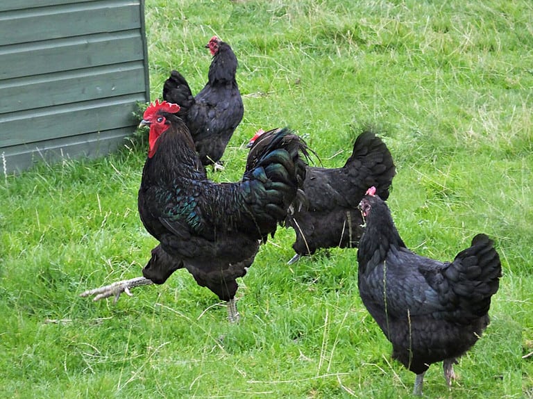 21 Beautiful Black Chicken Breeds - A-Z Animals