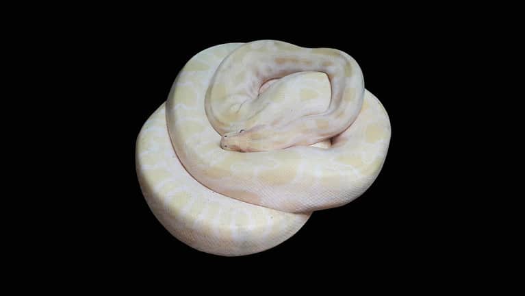 Cow Reticulated Python - A-Z Animals