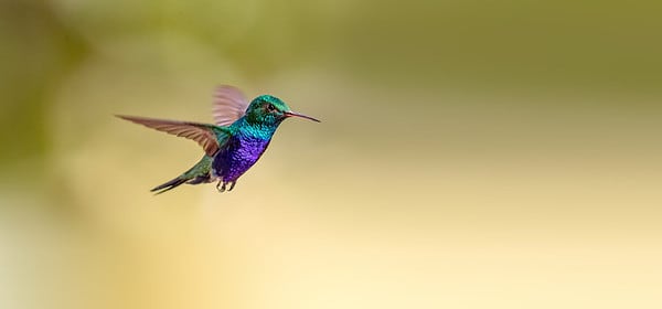 Discover How Far Hummingbirds Can Fly Without Stopping - A-Z Animals
