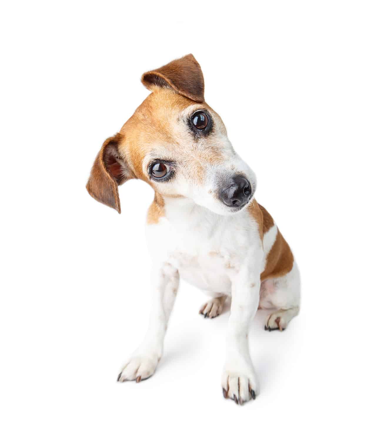 Simparica Trio for Dogs: Risks, Side Effects, Dosage, and More - A-Z ...