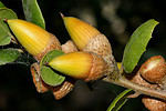 Discover 10 Types of Acorns and How to Identify Each - AZ Animals