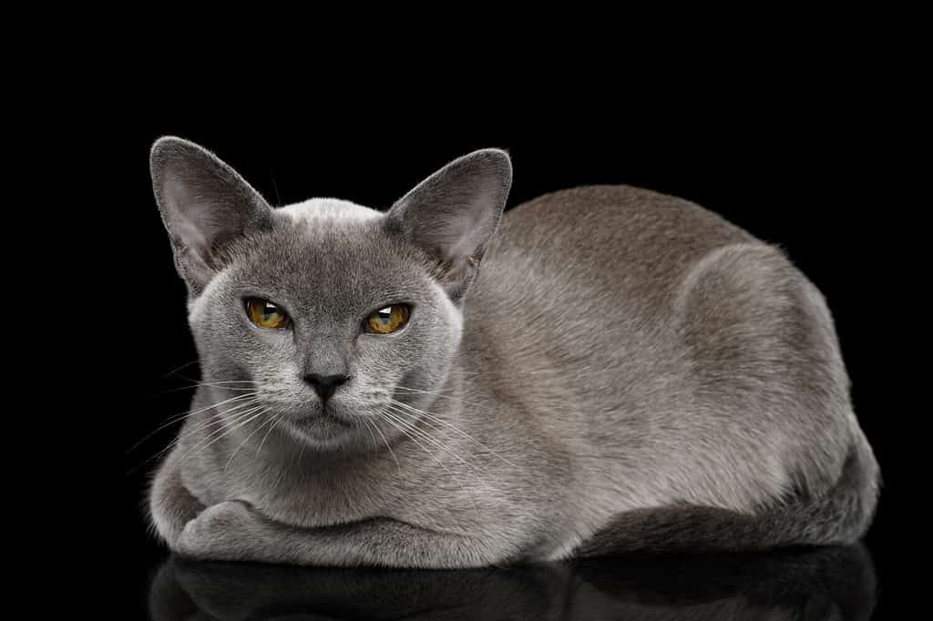 Burmese Cat Colors: Rarest to Most Common - A-Z Animals