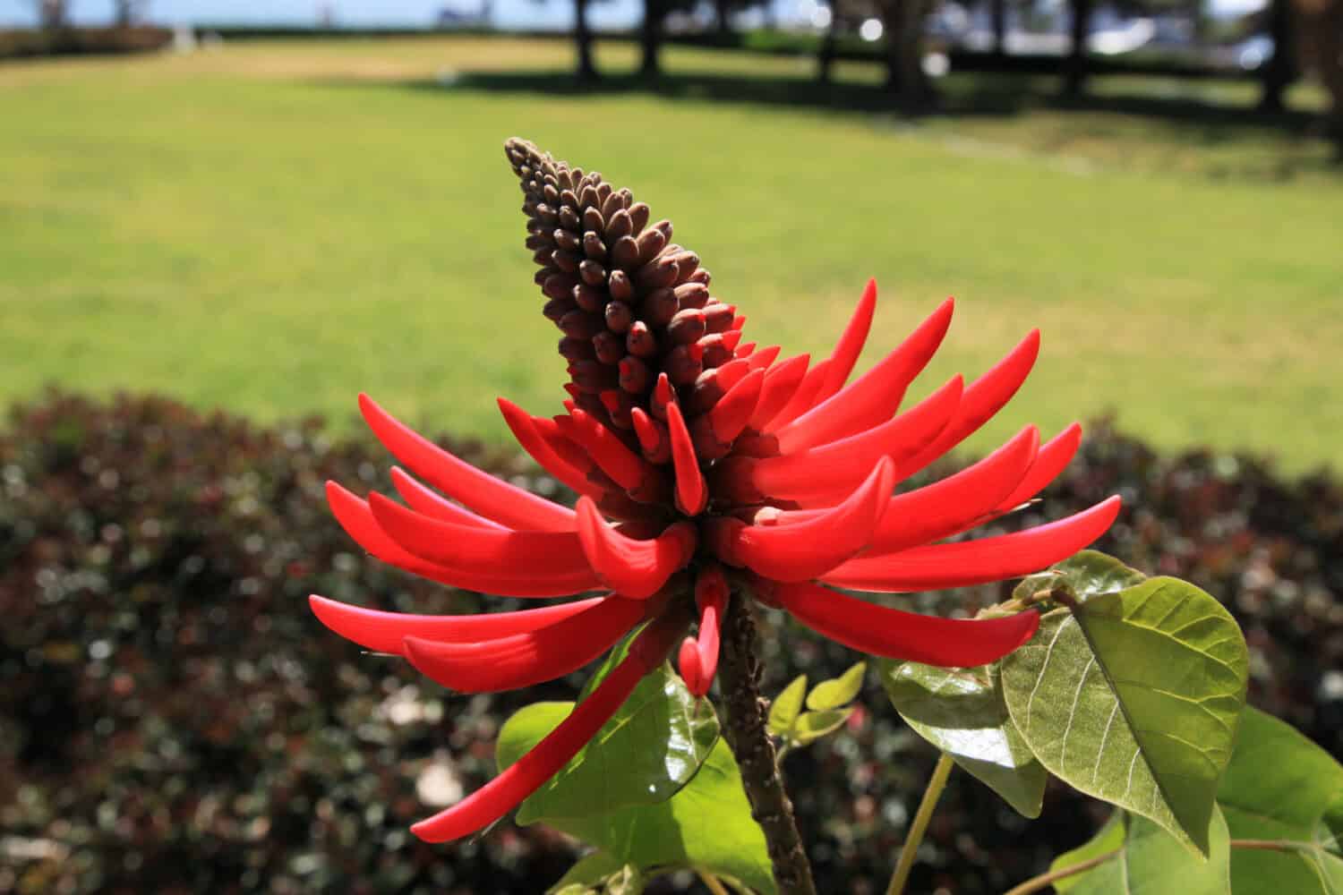 The 11 Most Iconic Trees Native to Hawaii - A-Z Animals