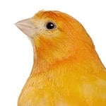 Canary Colors: Most Common to Rarest - A-Z Animals