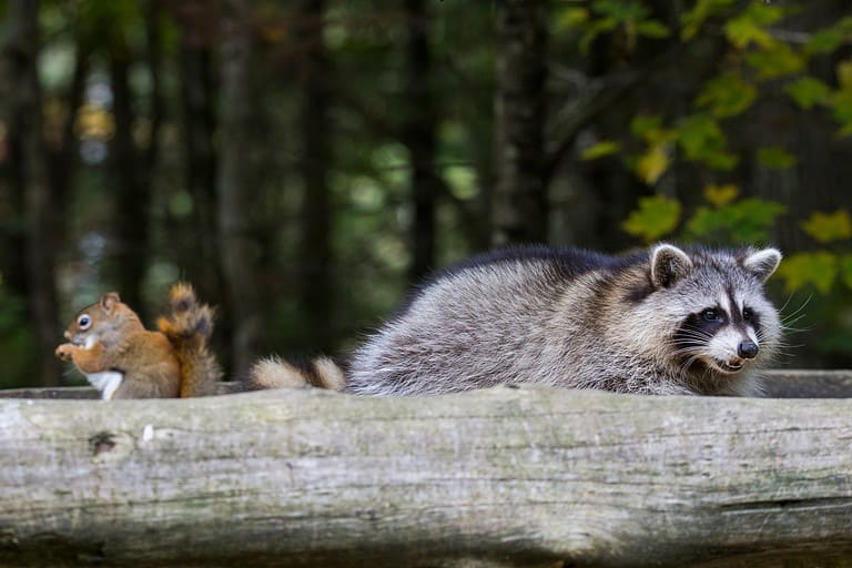 10 Sounds Raccoons Make and What Each Means - A-Z Animals