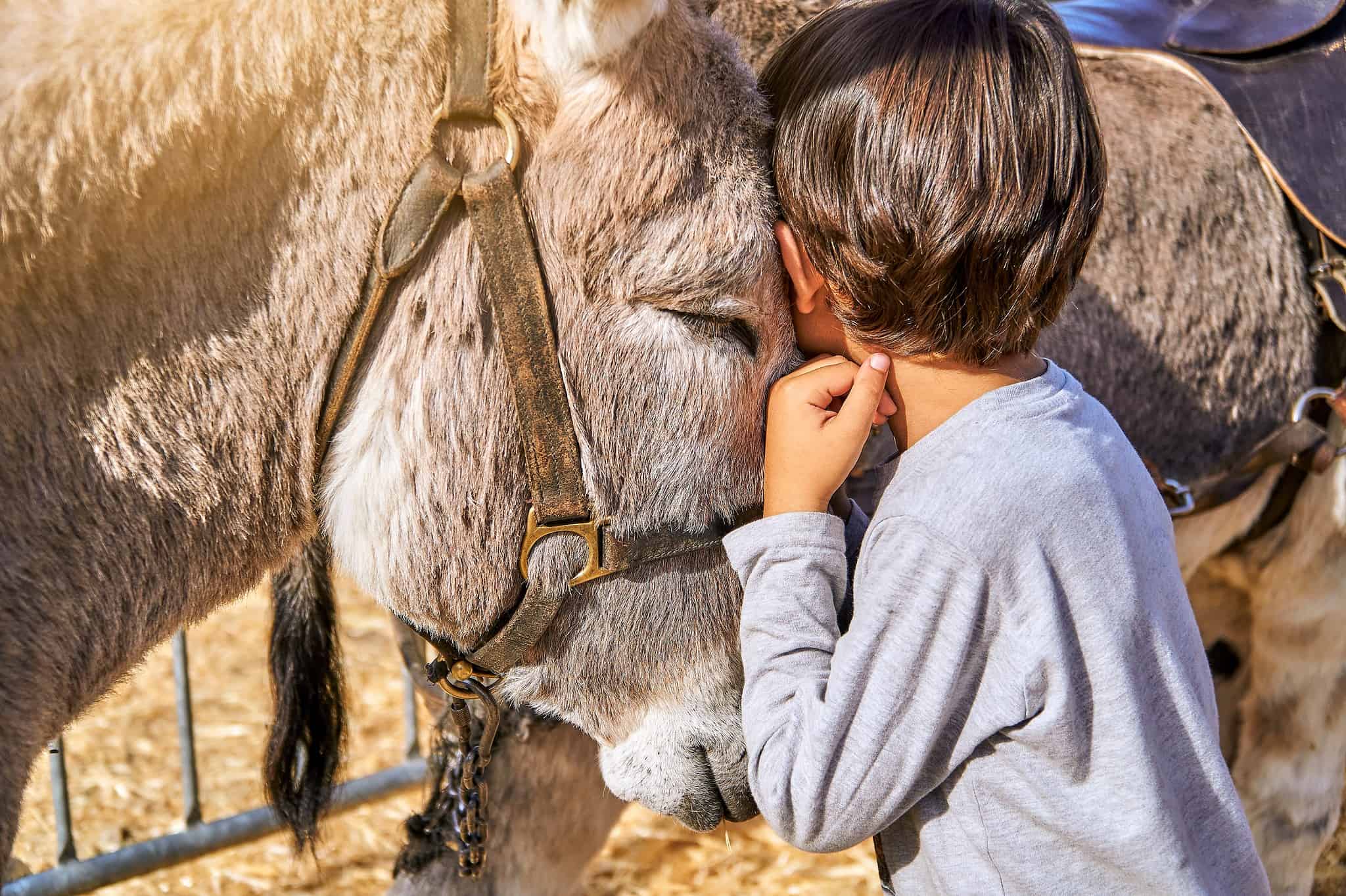 How Smart Are Donkeys? Everything We Know About Their Intelligence