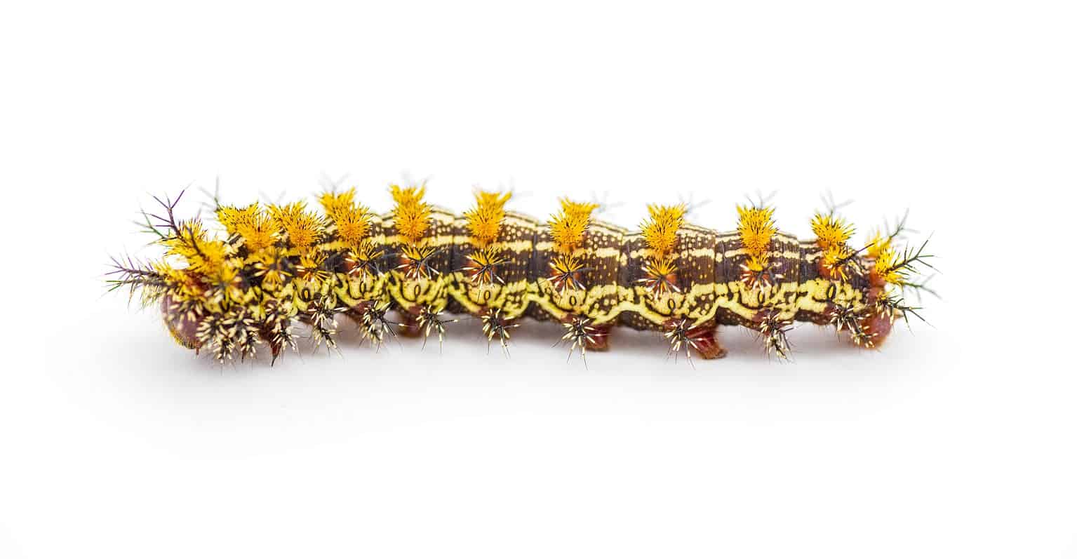 These Fuzzy North American Caterpillars Leave Painful Stings - A-Z Animals