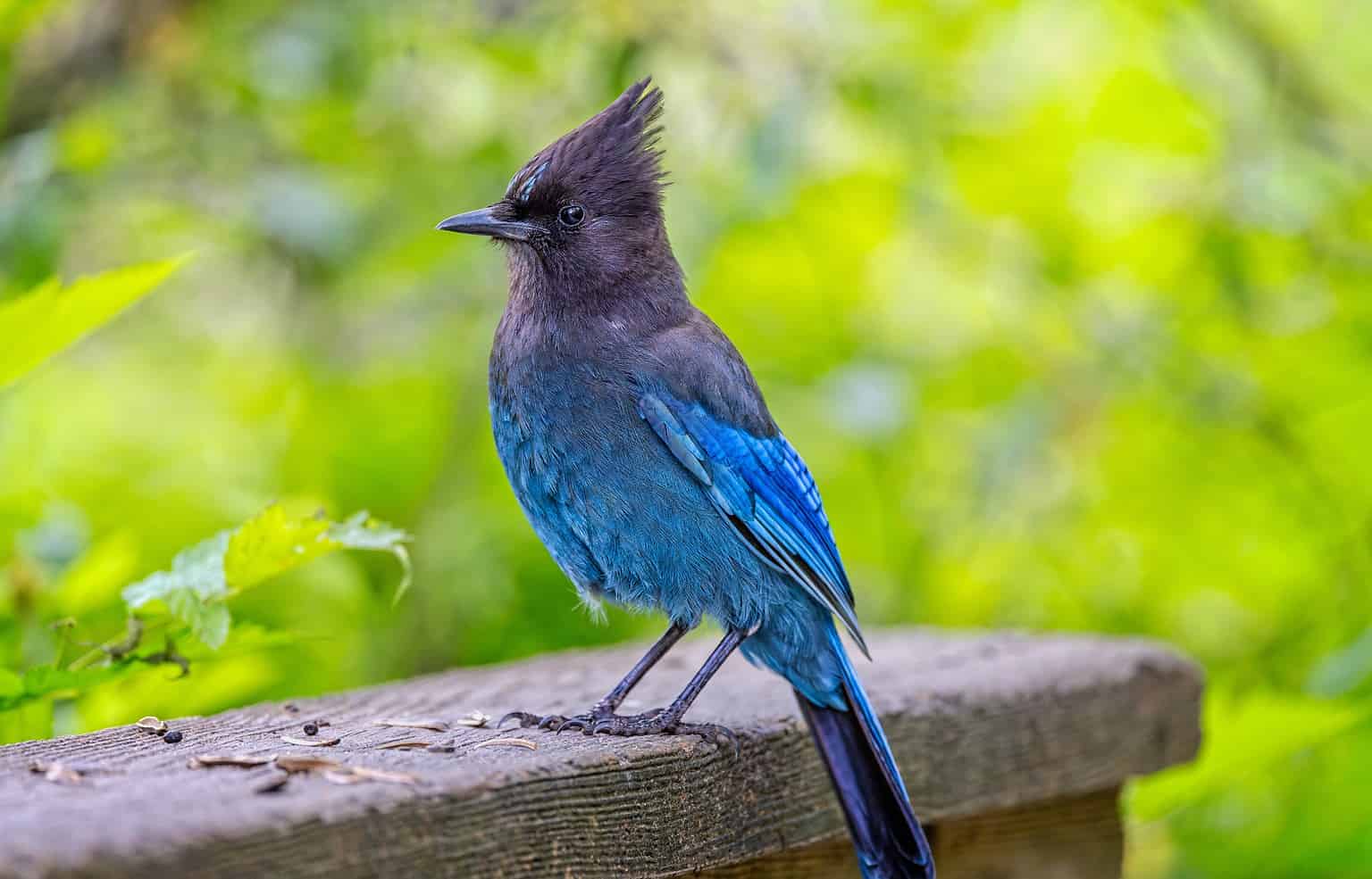 Blue Cardinals: Are They Real or a Myth?