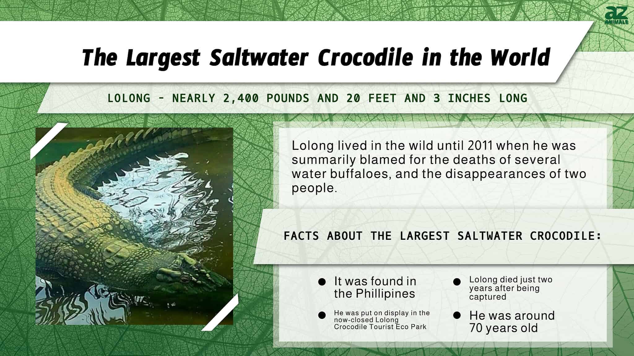 The Largest Saltwater Crocodile in the World - A-Z Animals