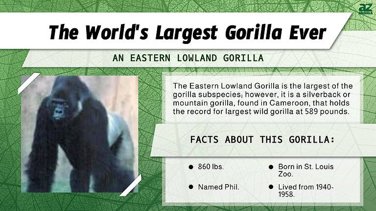 Discover Earth's Largest Gorillas - A-Z Animals Slideshows