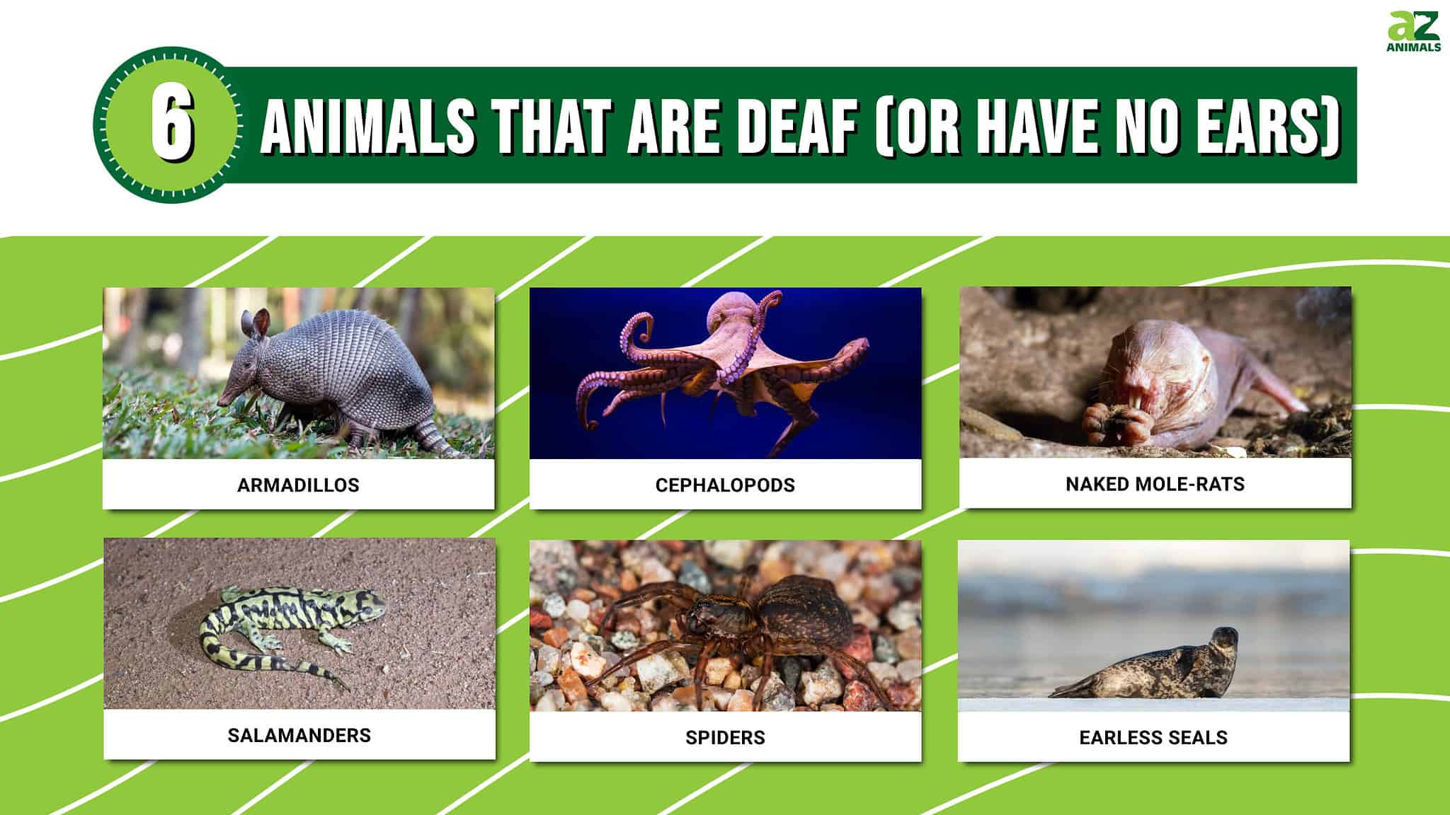 6 Animals That Are Deaf Or Don't Have Ears - A-Z Animals