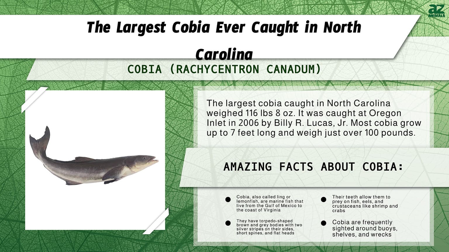 The Largest Cobia Ever Caught in North Carolina Was as Big as a ...