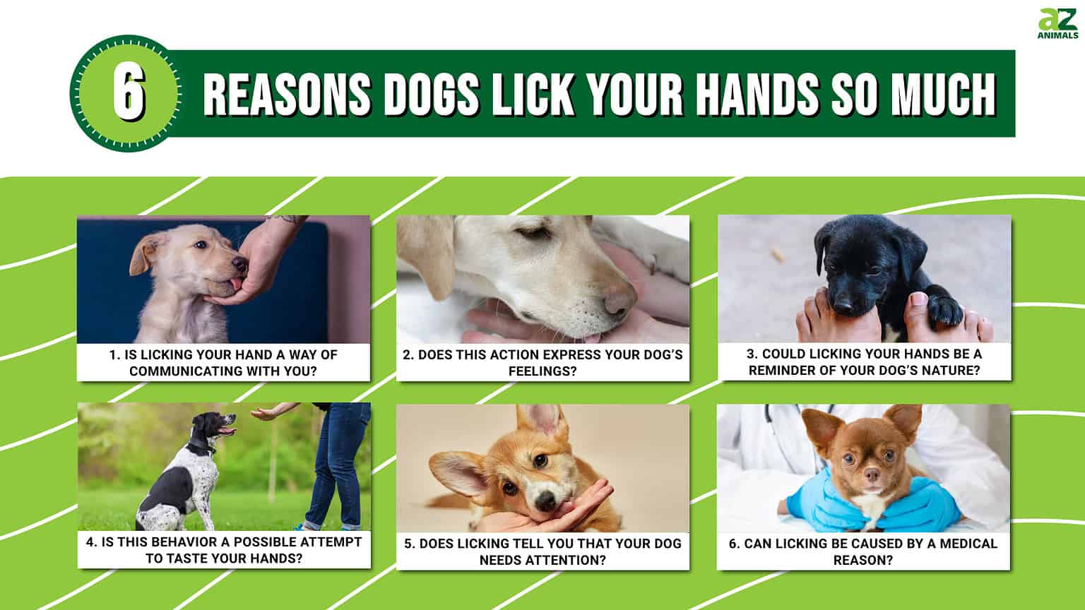 The 6 Reasons Dogs Lick Your Hands So Much - A-Z Animals